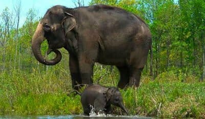 About Elephants – International Elephant Foundation