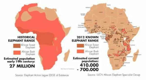 About Elephants – International Elephant Foundation