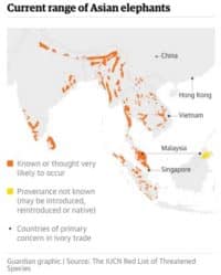 About Elephants – International Elephant Foundation