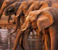 About Elephants – International Elephant Foundation