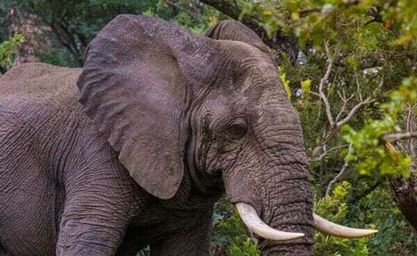 About Elephants – International Elephant Foundation