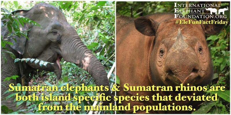 Ele Fun Facts – International Elephant Foundation