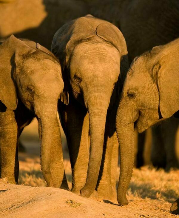 All the Ways to Help – International Elephant Foundation