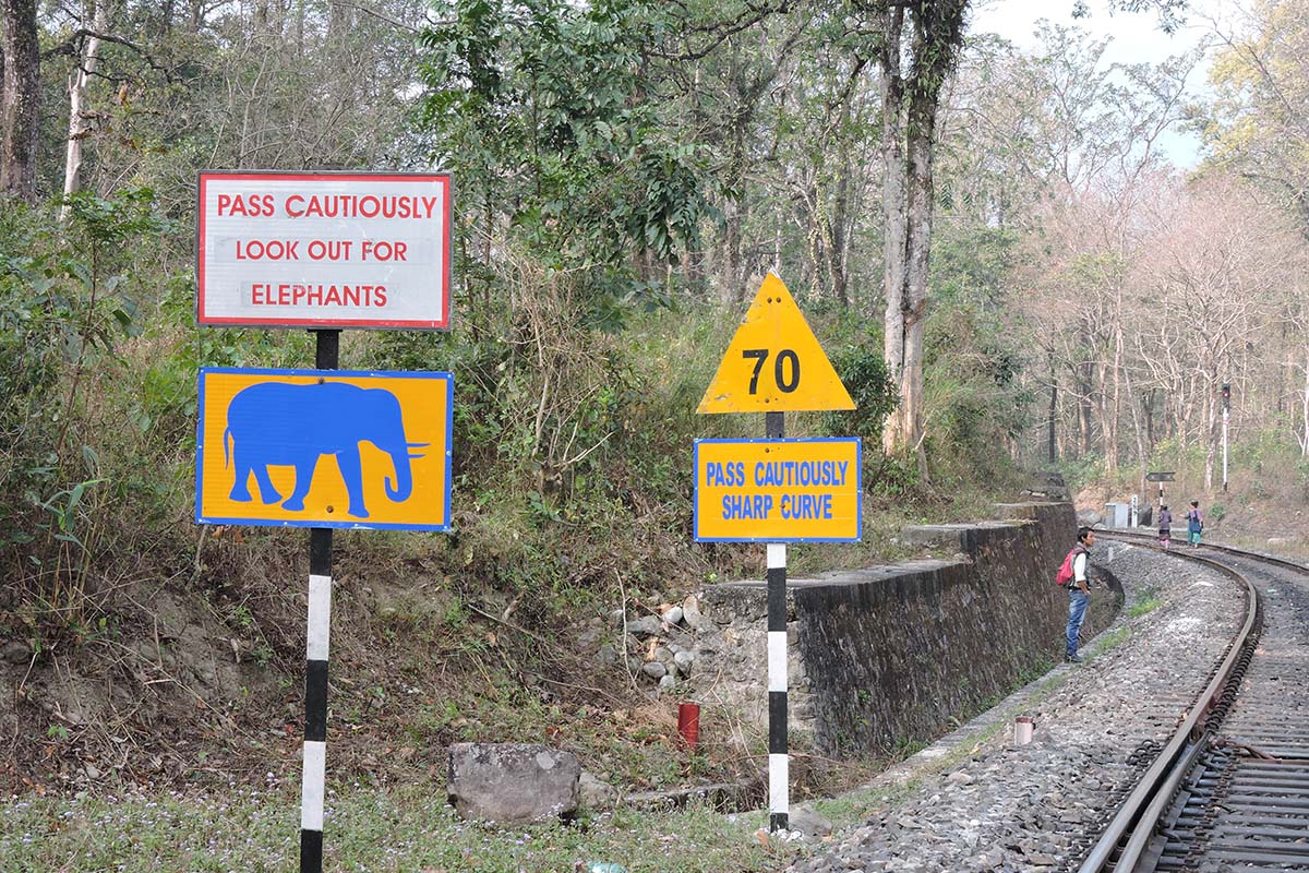 A survey of elephant corridors across railway tracks in northern West ...