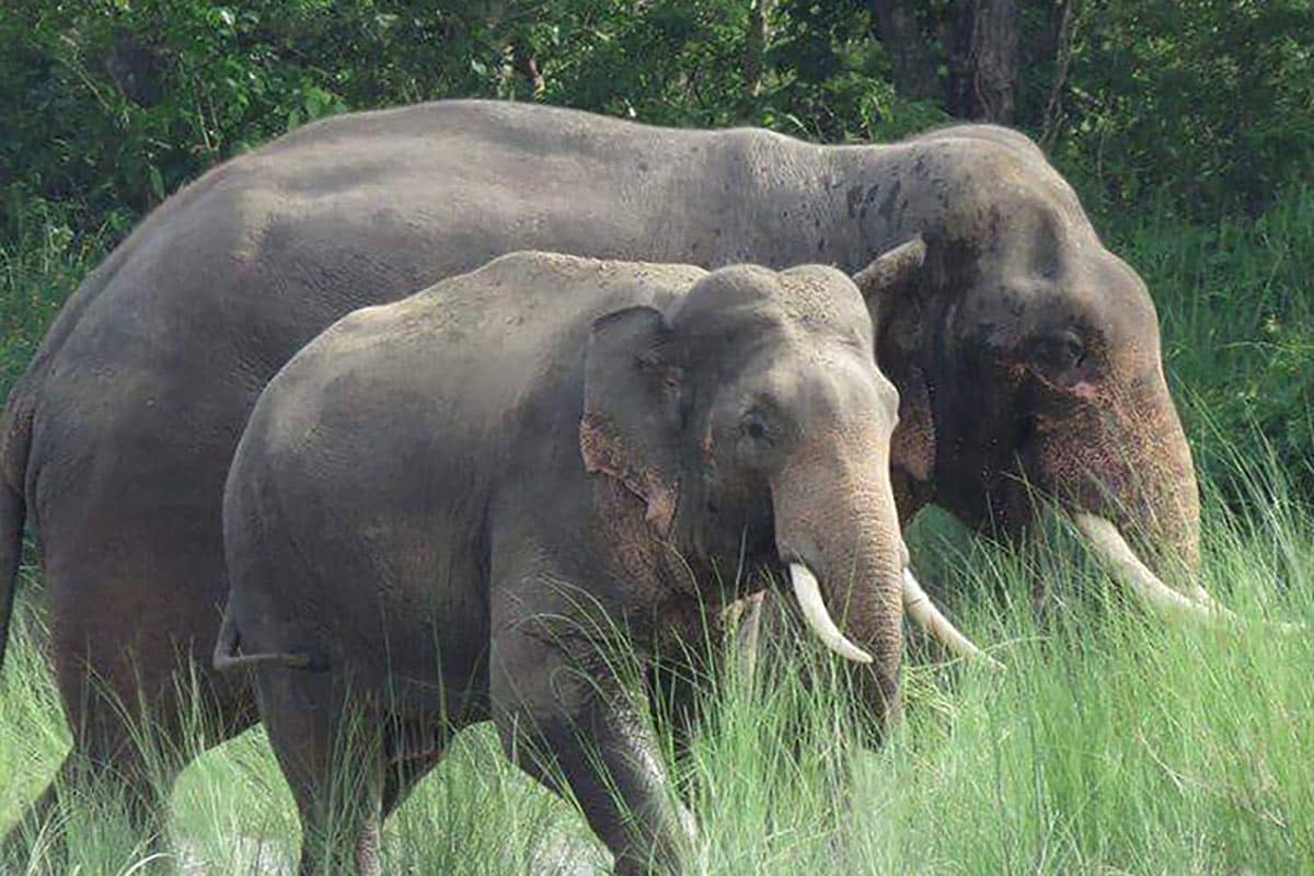 Securing Elephant Corridors thorugh Human-Elephant Co-existence in ...