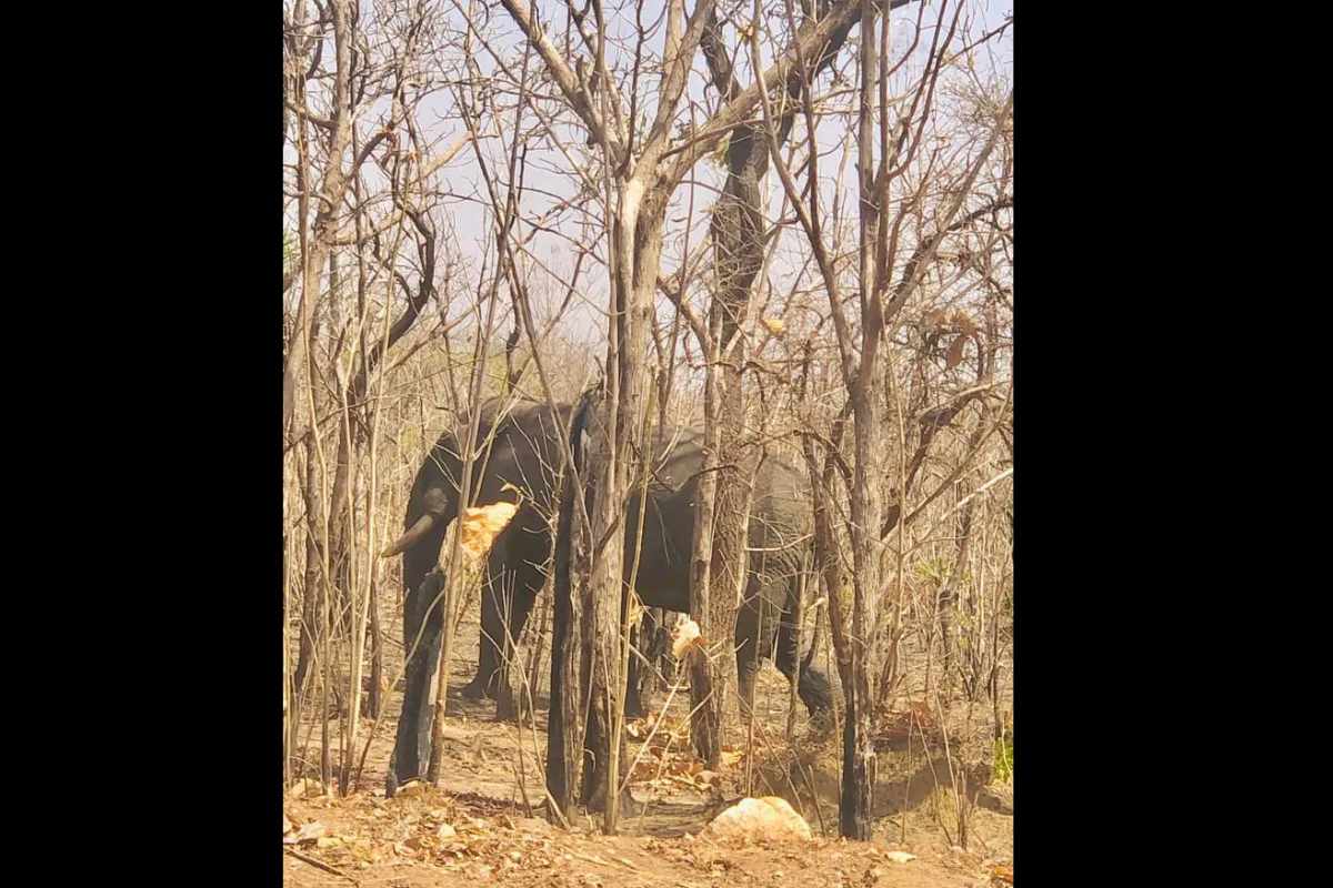 Promoting Human-Elephant Coexistence in the Red Volta Forest Landscape – International Elephant ...