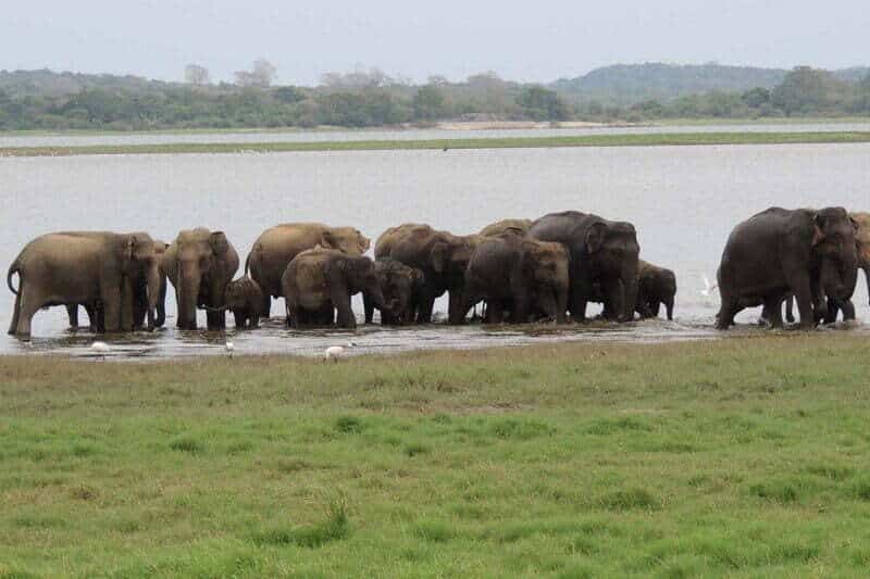 Symposium – 21st International Elephant Conservation and Research ...
