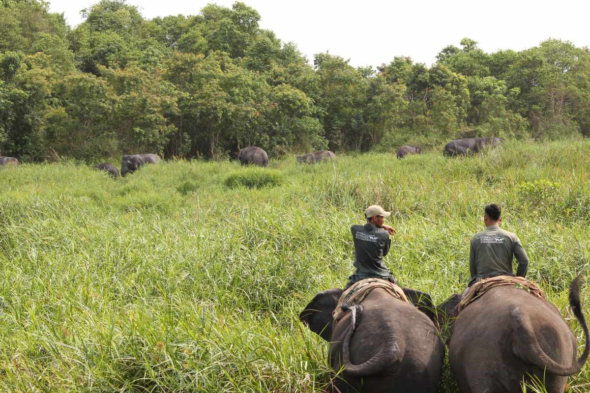 Community Based Protection of Sumatran Elephant Populations and Habitat ...