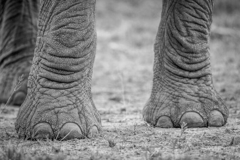 Elephant Foot Anatomy and Pathology – International Elephant Foundation