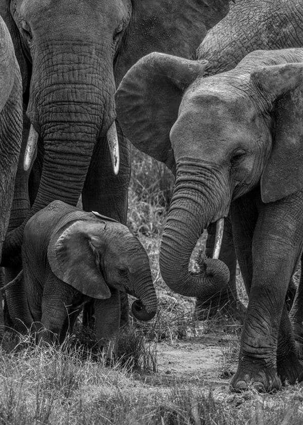 International Elephant Foundation – Saving Elephants and Habitats Worldwide