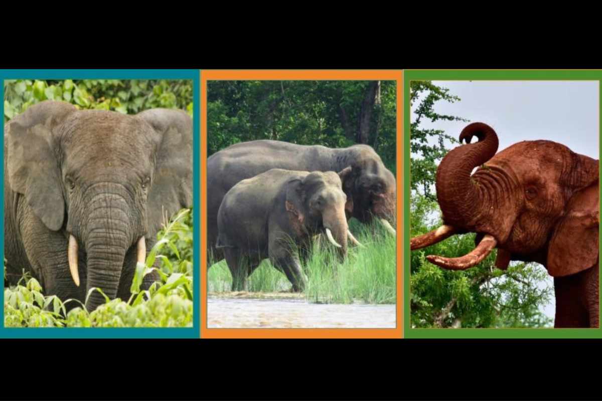 Call for Proposals – International Elephant Foundation