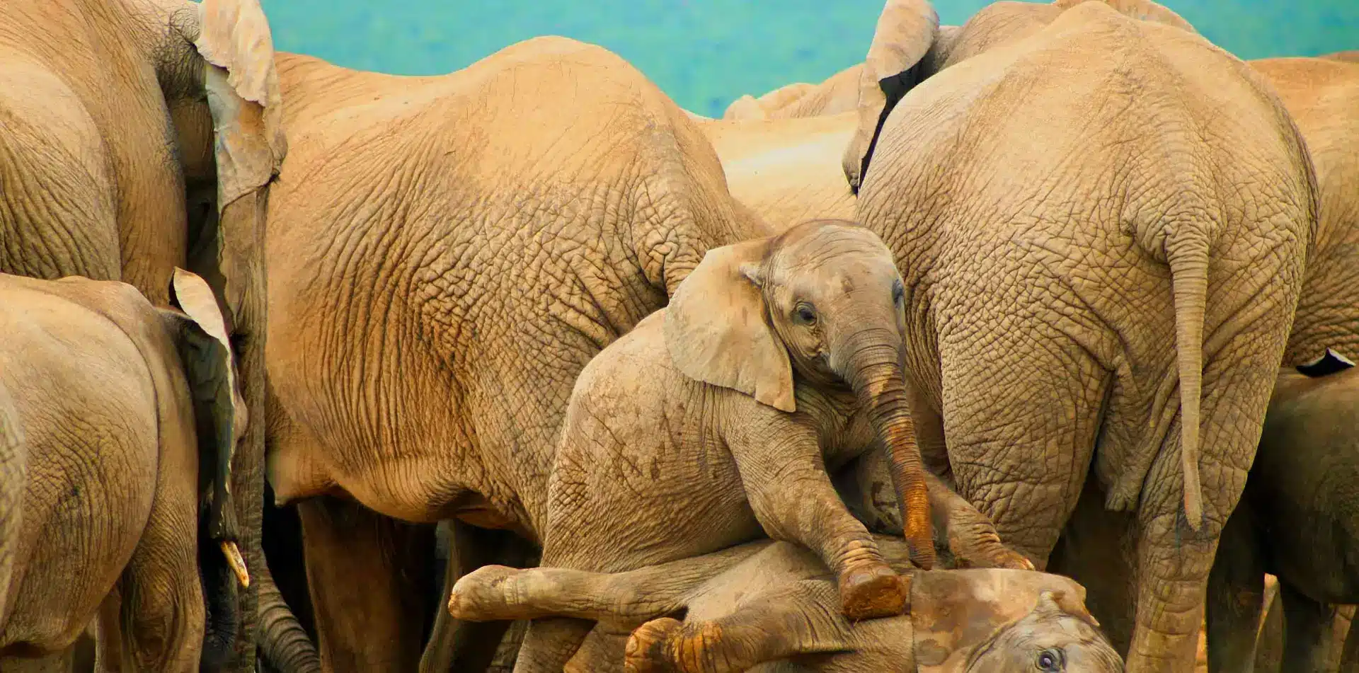 Successful Donation – International Elephant Foundation