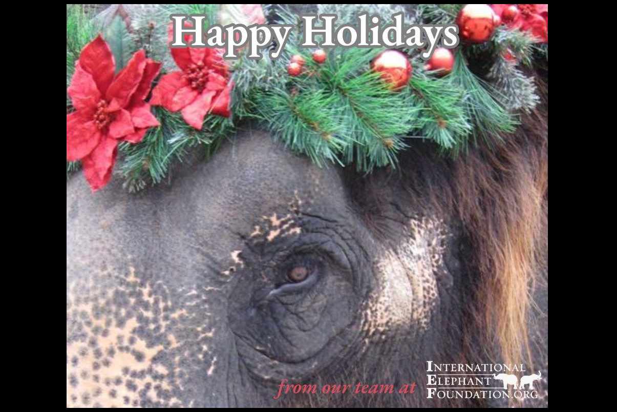 A Personal Holiday Note – International Elephant Foundation