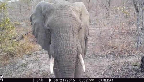 Announcing Our 2026 Conservation Projects - International Elephant ...