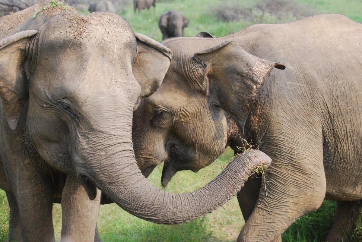 Announcing Our 2026 Conservation Projects - International Elephant ...